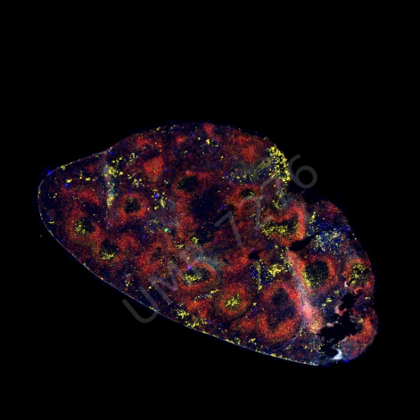 Microscopie - BISCEm Biologie Intégrative Santé Chimie Environnement