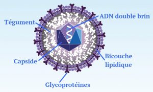Généralités sur le CMV - Centre National de Référence des Herpèsvirus