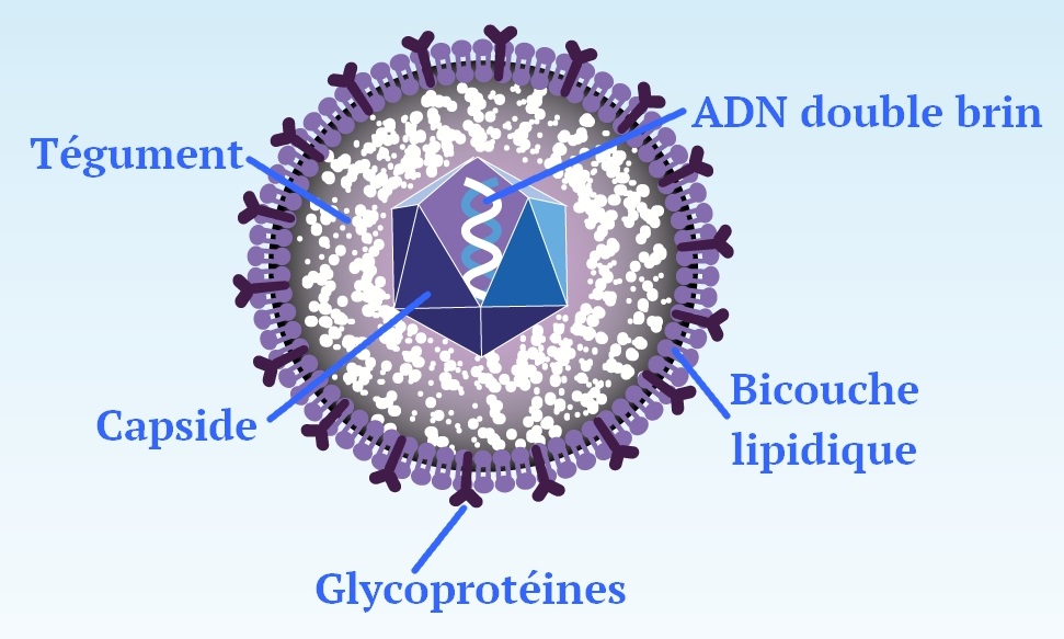 Le cytomégalovirus (CMV) - Centre National de Référence des Herpèsvirus