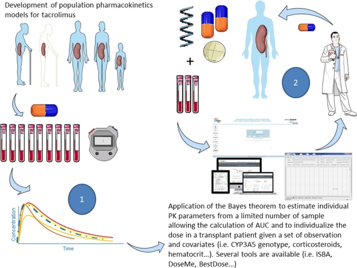 Review: Pharmacokinetic models to assist the prescriber in choosing the ...