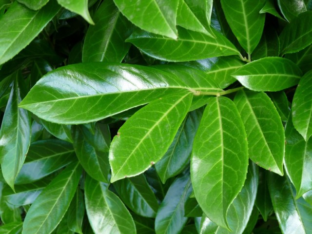 N° 62 Laurier du Caucase - Prunus laurocerasus - Parcours Biodiversité
