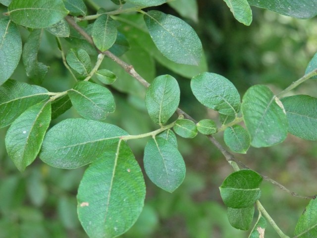 N° 73 Saule marsault - Salix caprea - Parcours Biodiversité