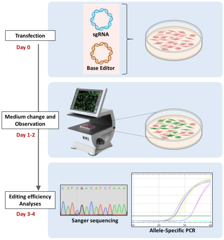 Article sur la création de modèles de la maladie de CMT en utilisant l ...