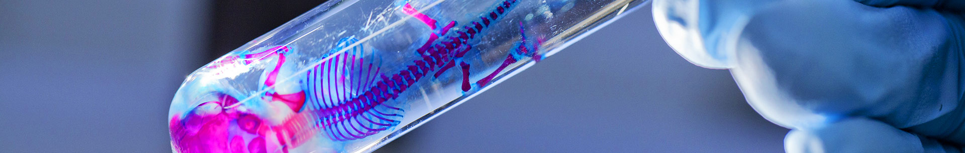 Animal Molecular Genetics Unit (UGMA) - Université de Limoges